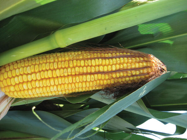 2025 Corn Hybrids - Corn South